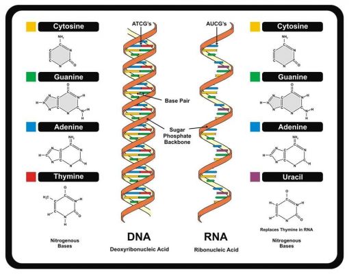 RNAとDNAの精製方法の違いを理解する